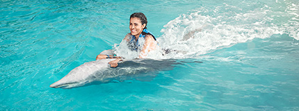 Dolphin Royal Swim | Swimming with dolphins programs | Anguilla ...