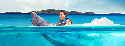 Dolphin Swim Adventure in Tortola - Tours & activities